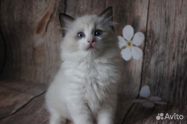 Котик Рэгдолл (ragdoll)