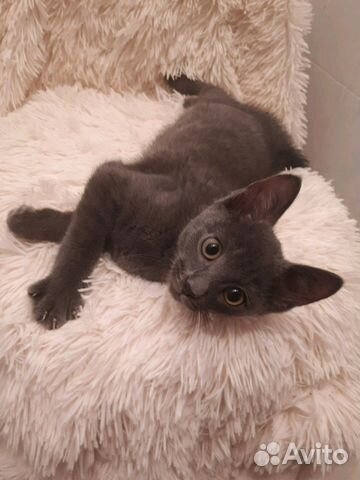 Котенок в дар