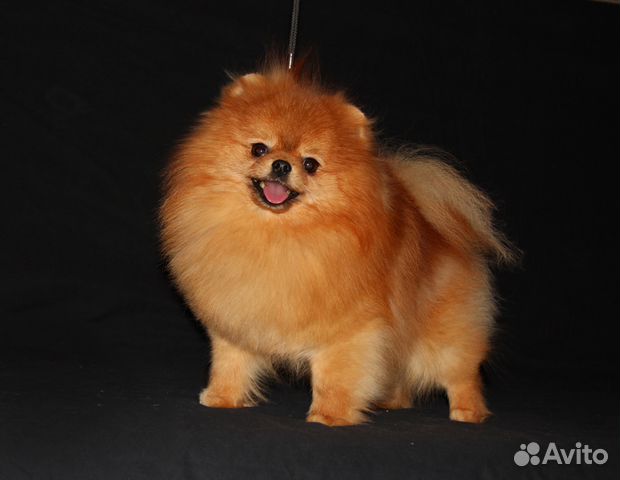 Мини помчик Джаз, кобель для вязок