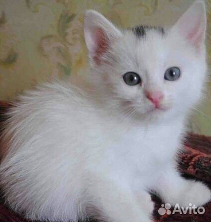 Кошечка Симба
