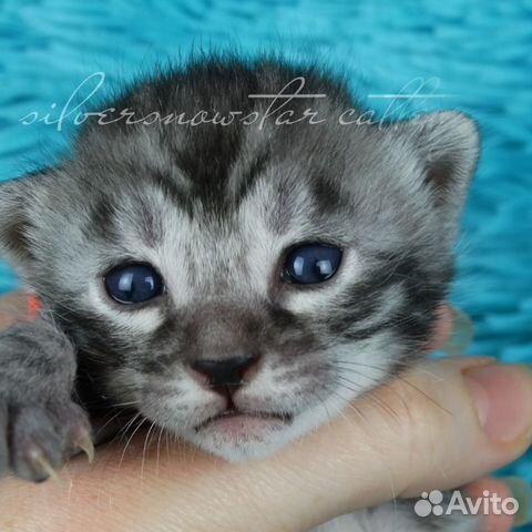 Девочка угольное серебро