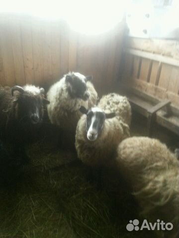 Продажа овец