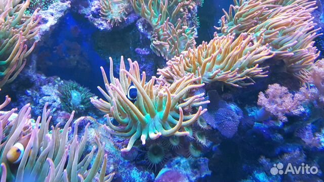 Продам актинию для морского аквариума