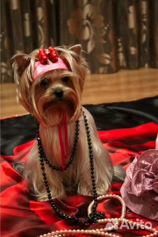 Детки конфетки на продажу