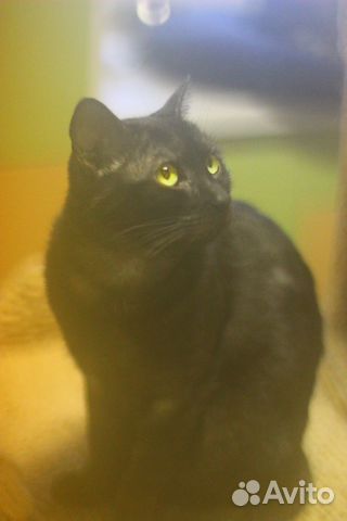 Котик Дизель с редким окрасом ищет дом