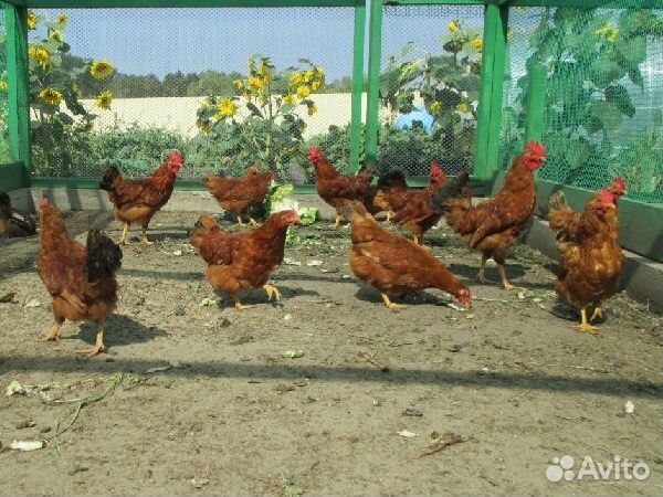 Яйца и цыплята мини Род Айленд