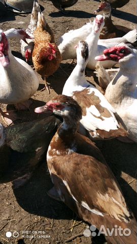 Мускусные утки. Куры молодки