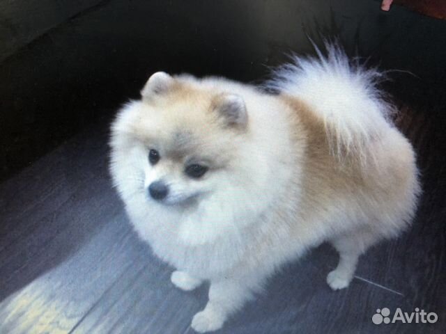 Замечательные, очаровательные щенки шпица