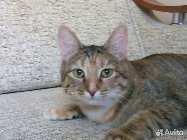 Котенок шпротик табби 7мес стерилизованная,привита