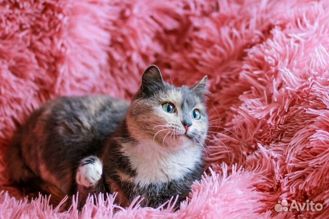 Кошечка Хлоя в добрые ручки