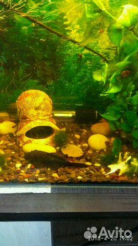 Аквариум