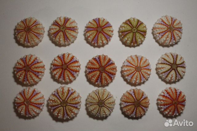 Морской еж, кораллы, ракушки, харония тритонис