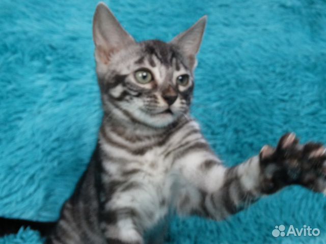 Бенгалочка черненого серебра