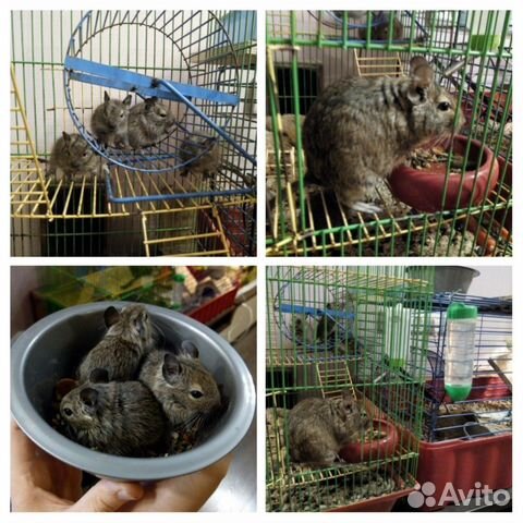 Дегу - чилийские бельчата