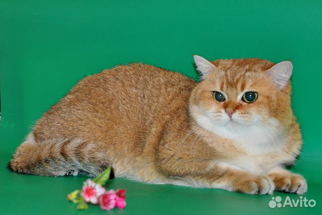 Вязка - возможно за котёнка