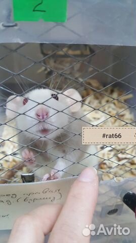 Крысята дамбо мартен, сфинкс, цветные крысы