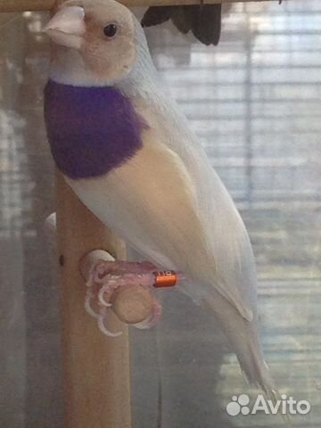 Амадина Гульда