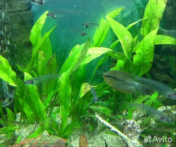 Продаю стеклянных сомов