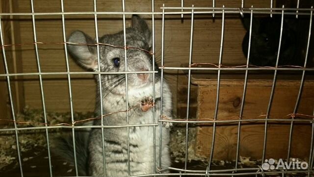 Продаётся шиншилла