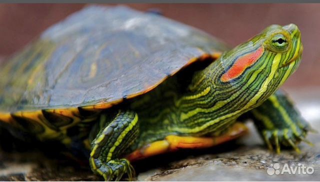 Красноухая водная черепаха 4 года