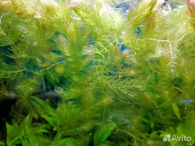 Аквариумные растения