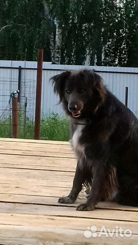 А вы знаете-черные собаки самые практичные