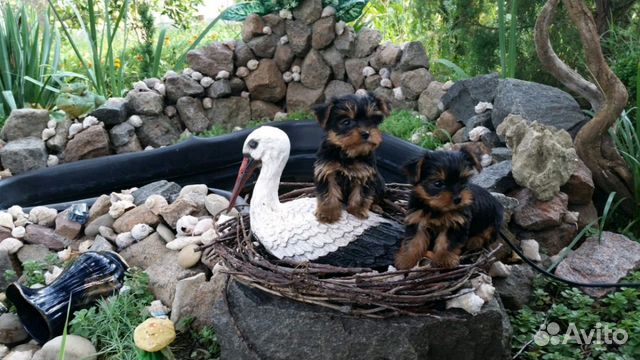 Щенки йоркширского терьера миники