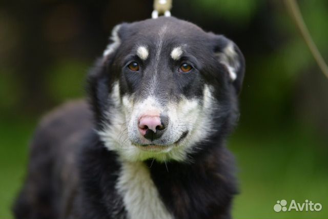 Ляля - собака из приюта с милым носиком