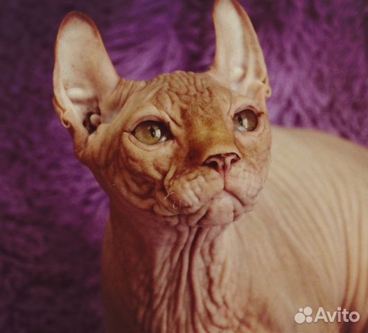 Нежнейший котик Эльф ждёт маму-папу