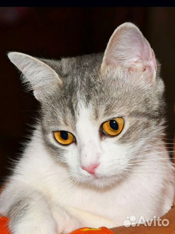 В добрые руки красавица с янтарными глазами