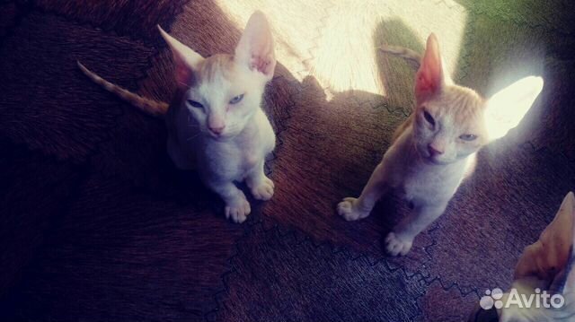 Велюровые котята