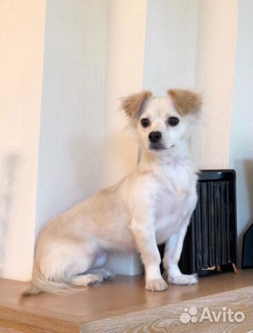 Метис чихуахуа Рокси, в Дар