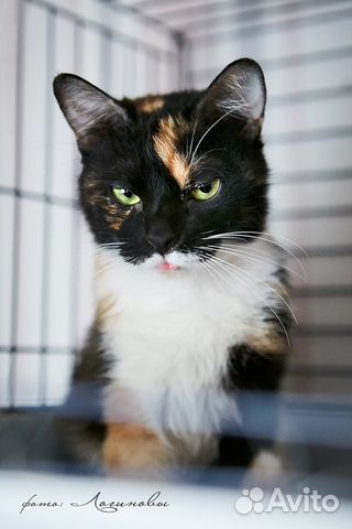 В добрые руки