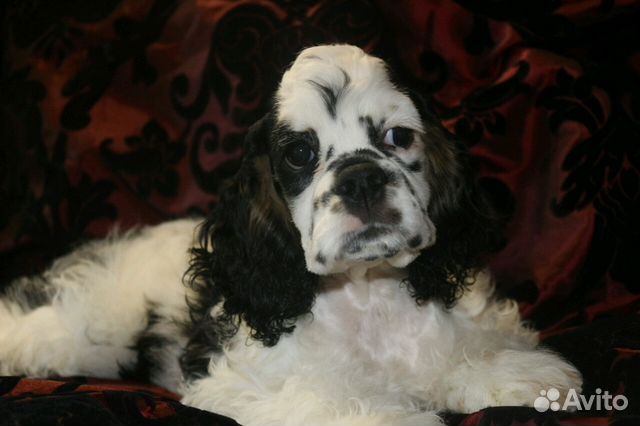 Очаровательная американочка