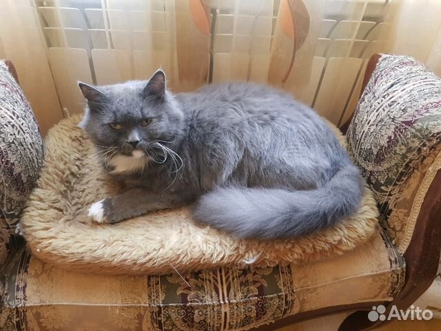 Сибирская кошка Моника 2года стерилизована,привита