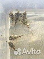 Королевский Тигровый Гипанциструс L-066