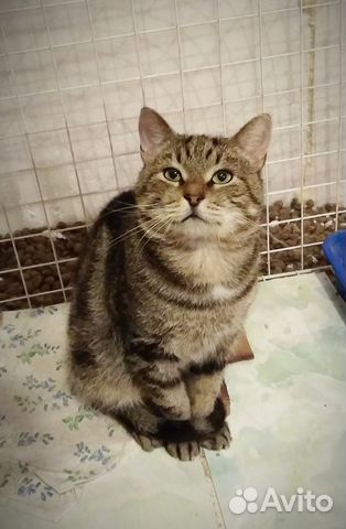 Британец,домашний кот Мачо, 2г+,кастрирован. приют