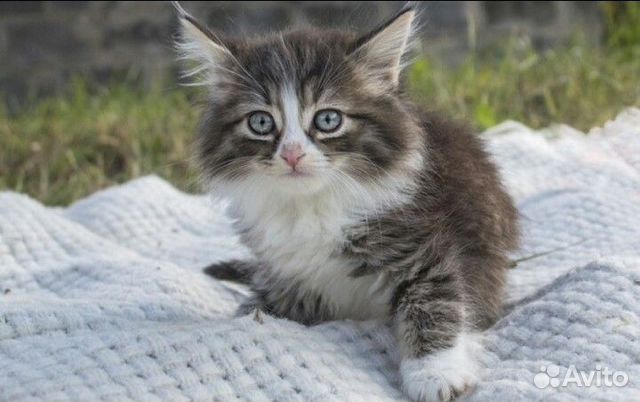 Нюша- пушистый котёнок - домовёнок в дар