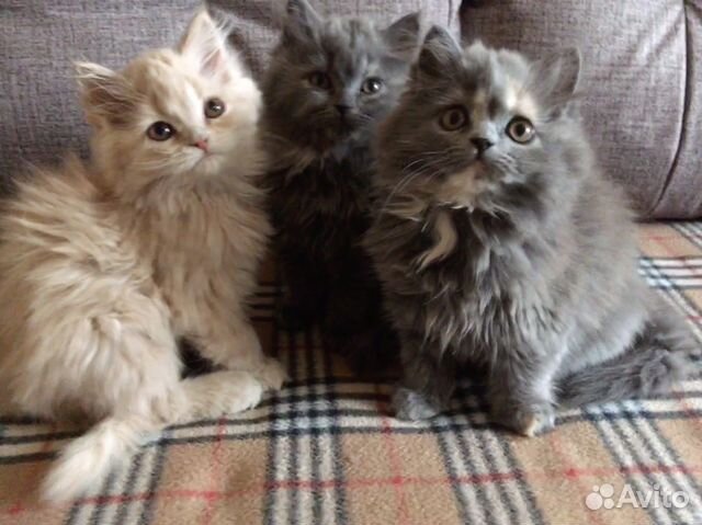 Котята