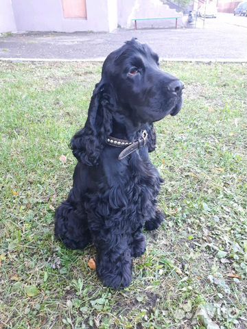 Вязка спаниель