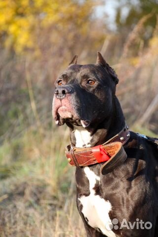 Стафф-красавец в дар