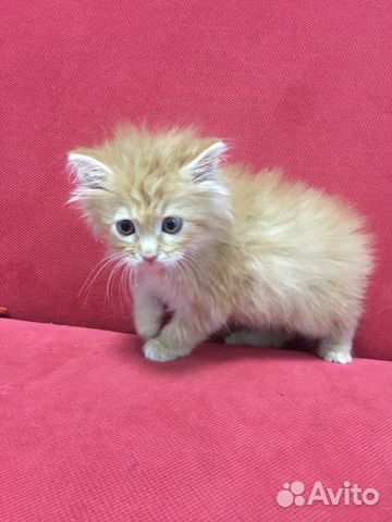 Пушистик ищет дом