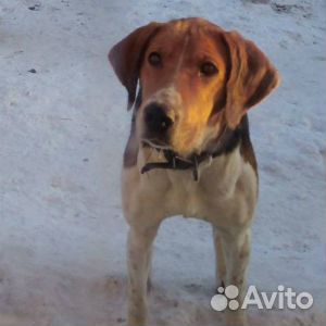Продам русскую пегую гончую