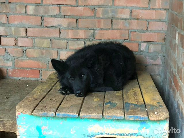 Чёрная полярная лайка