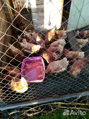 Куры несушки