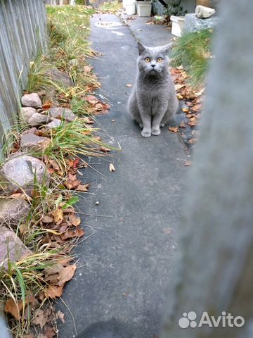 Кошечка Скотиш страйт