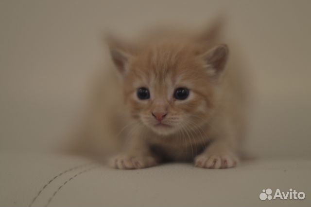 Рыжие котята
