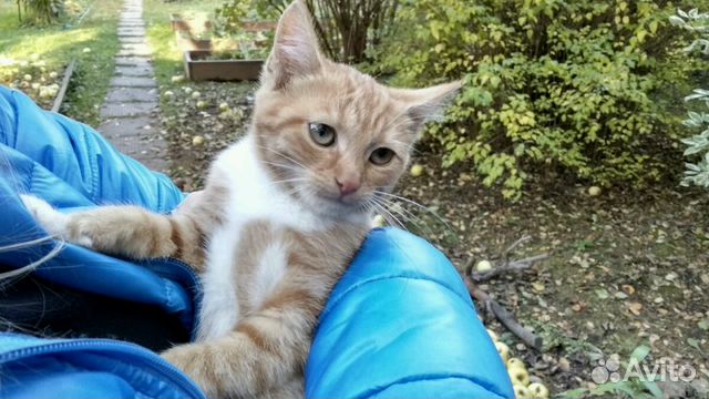Котенок, кошка, китик, мимими