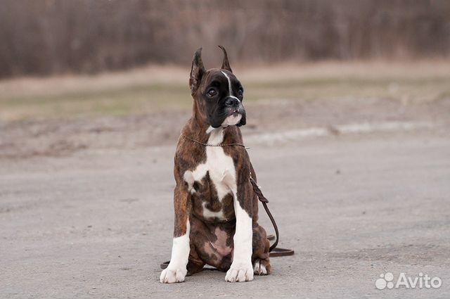 Боксёрушка