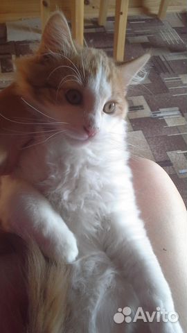 Последний котенок